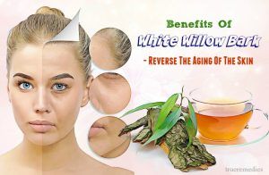 8 Beauty & Health Benefits Of White Willow Bark Extract